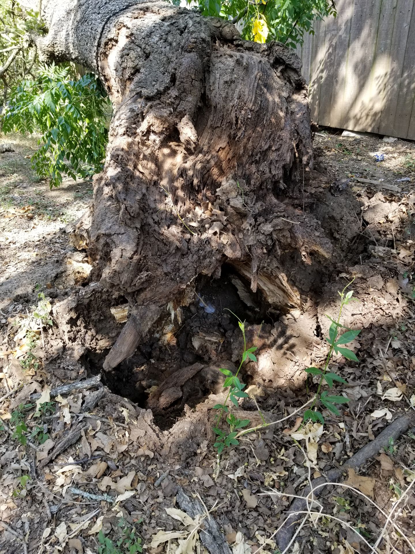 Root Girdling - Top Point Tree